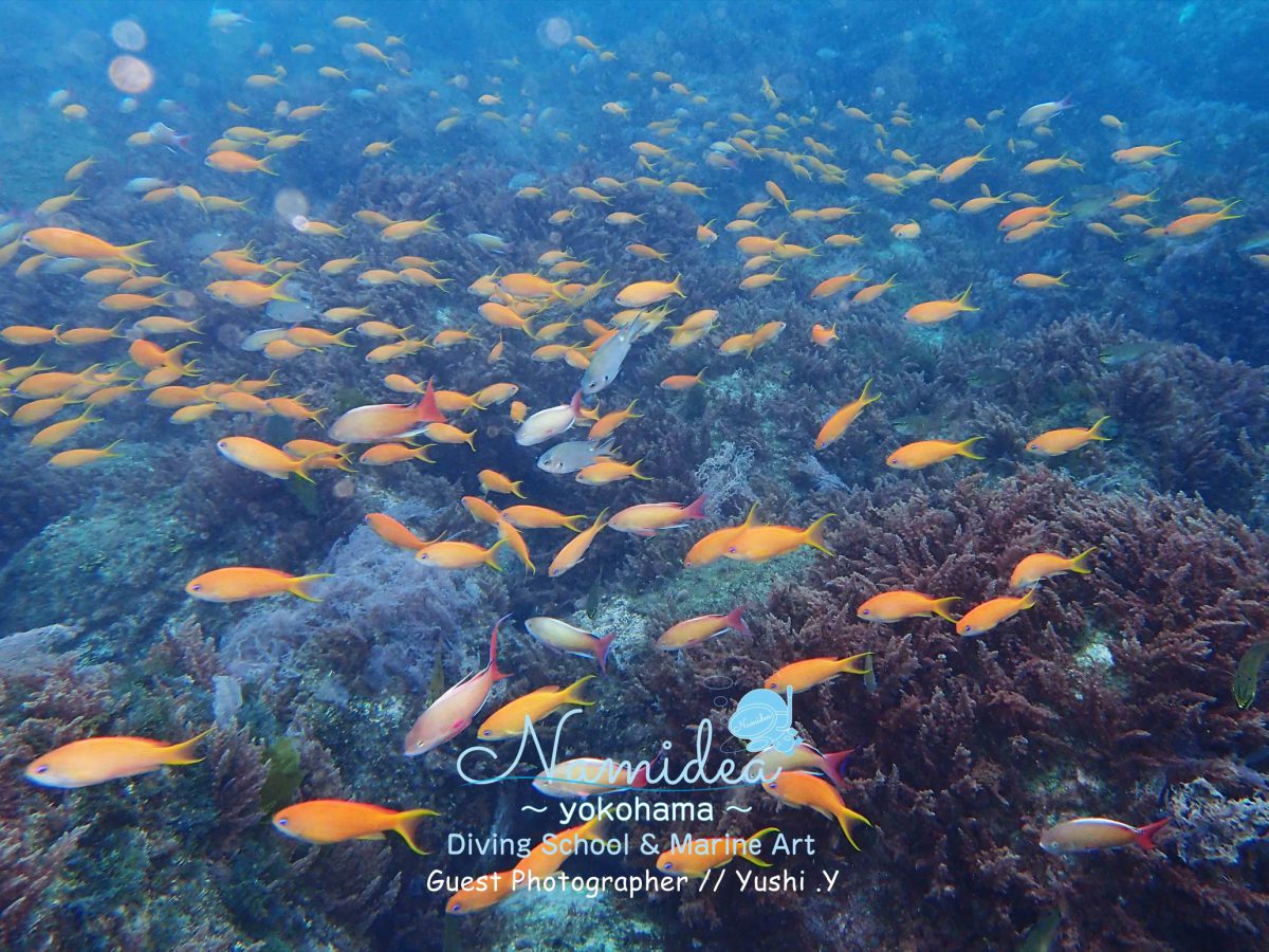 OW講習とAOW講習、リフレッシュツアーにビーチツアーと盛りだくさん！ | 横浜のスキューバダイビングショップ Namidea（ナミディア）