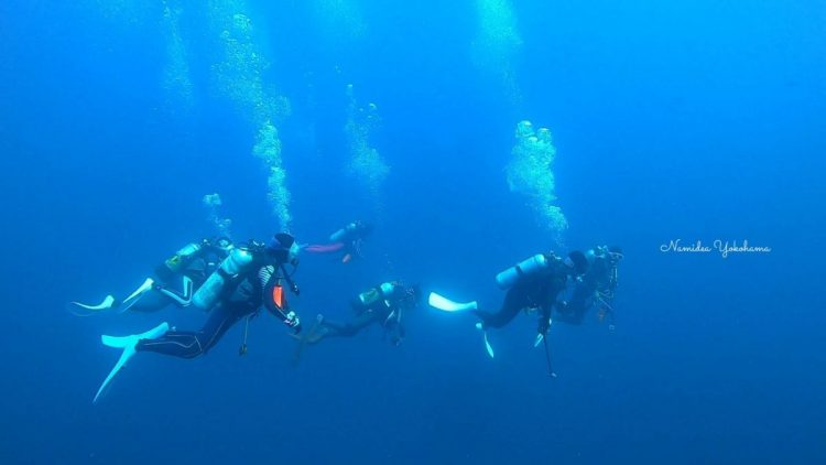 Namidea神子元ウィーク週末編開催中！！！ | 横浜のスキューバダイビングショップ Namidea（ナミディア）