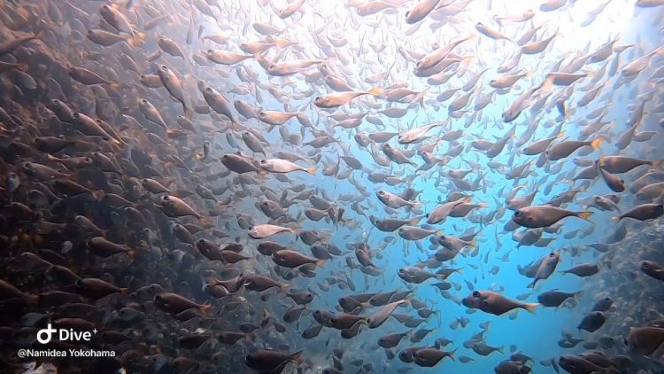 10/16(金) ナミディア 臨時休業業いたします！ | 横浜のスキューバダイビングショップ Namidea（ナミディア）