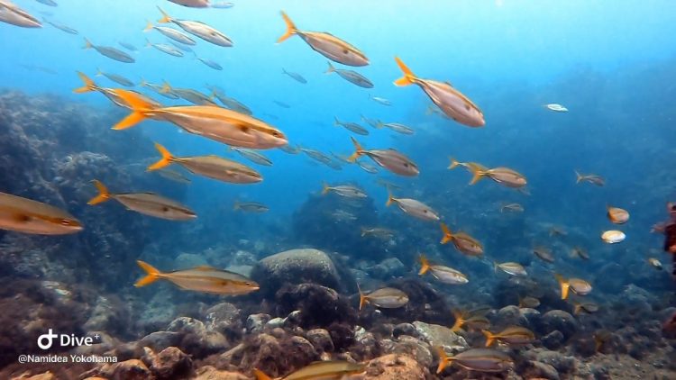 10/29(木) ナミディア 12時-20時 営業いたします！ | 横浜のスキューバダイビングショップ Namidea（ナミディア）