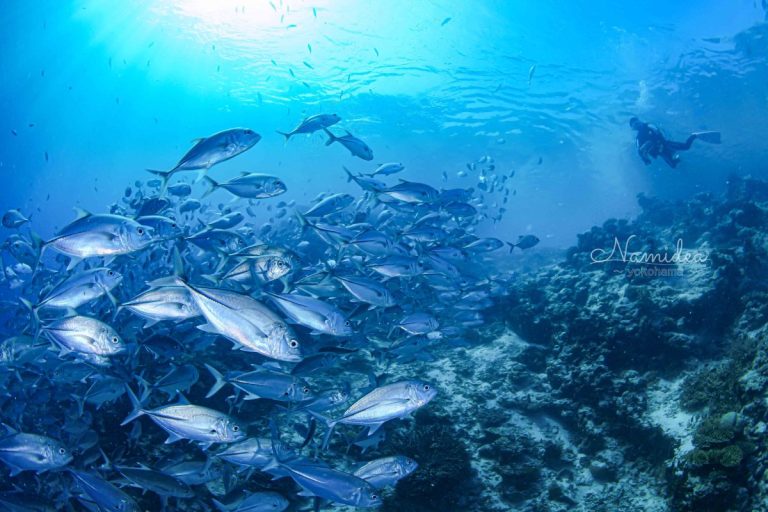 2023年Namideaリゾートツアー！！ | 横浜のダイビングショップ(スクール) Namidea(ナミディア)