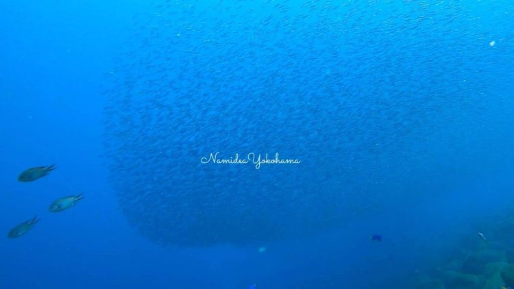 3連休がスタート！！お天気はどうなる！？ | 横浜のダイビングショップ(スクール) Namidea(ナミディア)