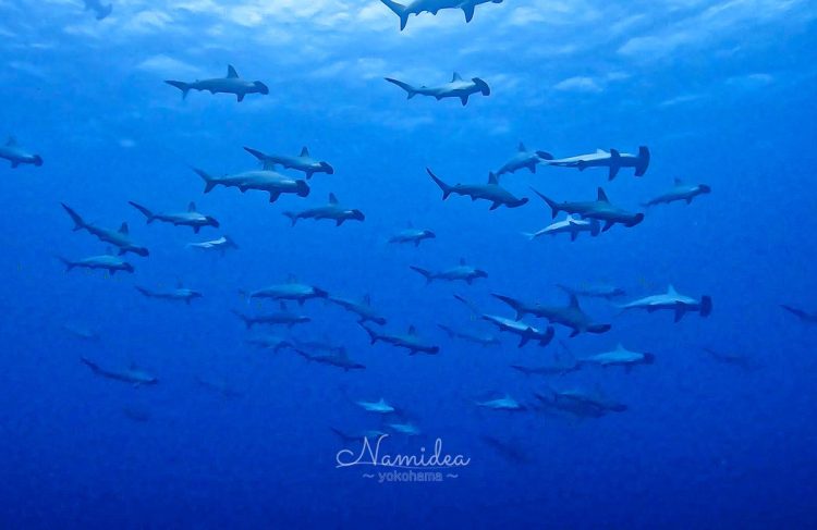 ダイビング日記 | 横浜のスキューバダイビングショップ Namidea（ナミディア）