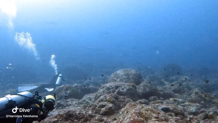 秋の押切JAPAN神子元島ツアー開催！ | 横浜のダイビングショップ(スクール) Namidea(ナミディア)