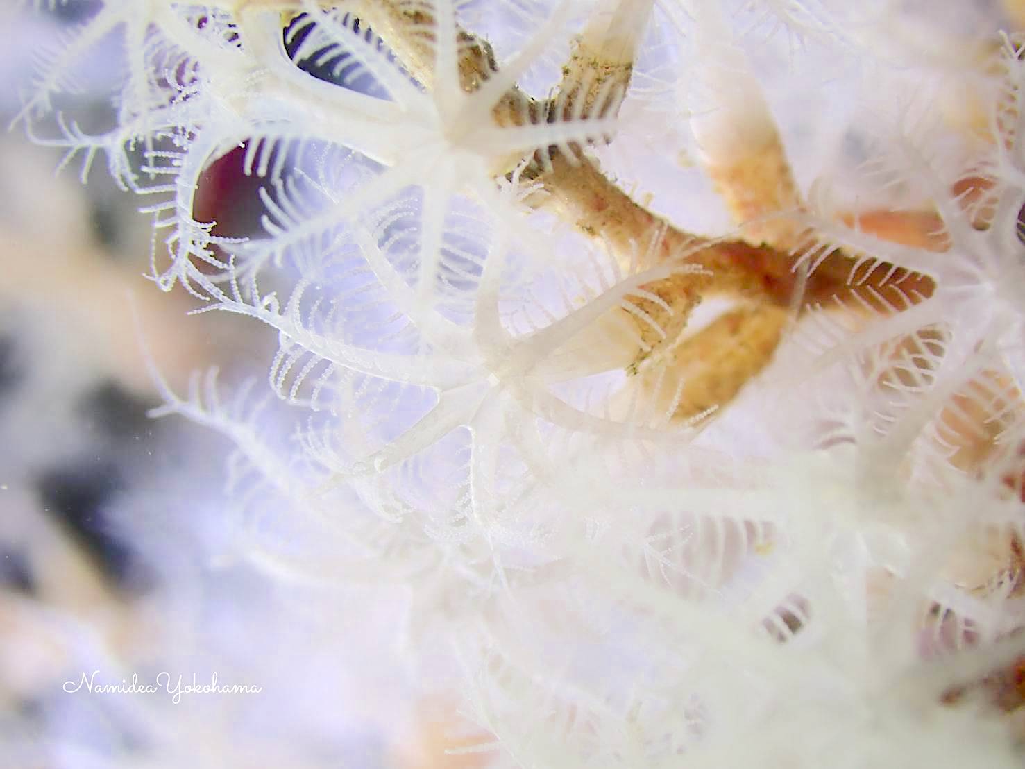 11/23(水祝) 11時ー20時30分 通常営業致します！ | 横浜のダイビングショップ(スクール) Namidea(ナミディア)