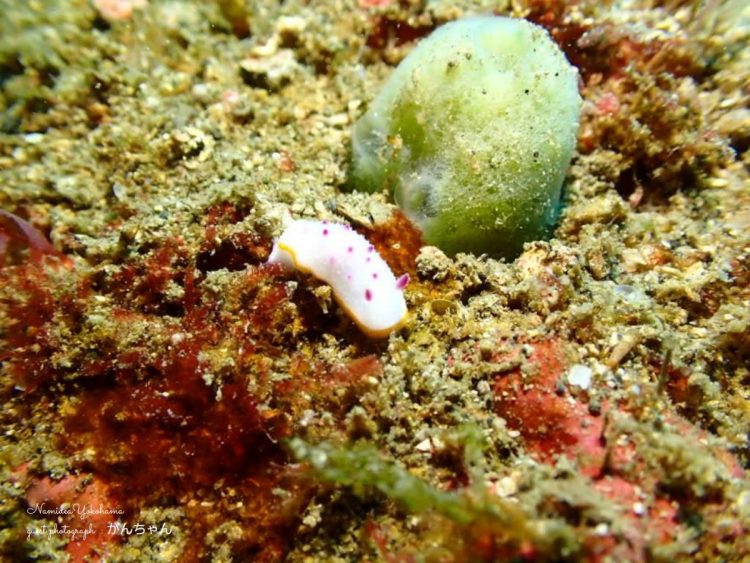 ニシキウミウシ×ニシキウミウシ×ニシキウミウシ | 横浜のダイビングショップ(スクール) Namidea(ナミディア)