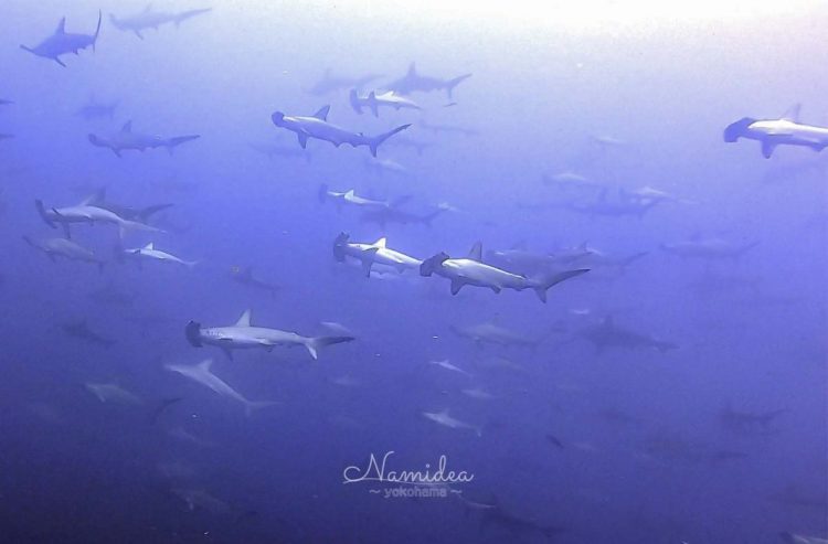 2/15(水) 臨時休業となります！ | 横浜のスキューバダイビングショップ Namidea（ナミディア）