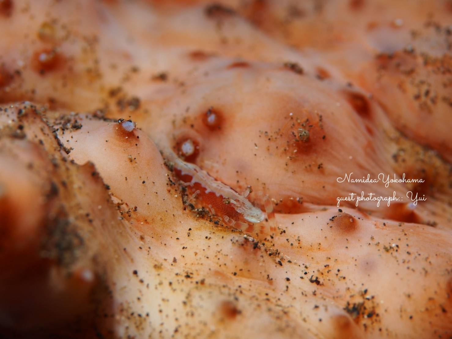 探したい！見つけたい！撮りたい！時間が足りない！ | 横浜のダイビングショップ(スクール) Namidea(ナミディア)