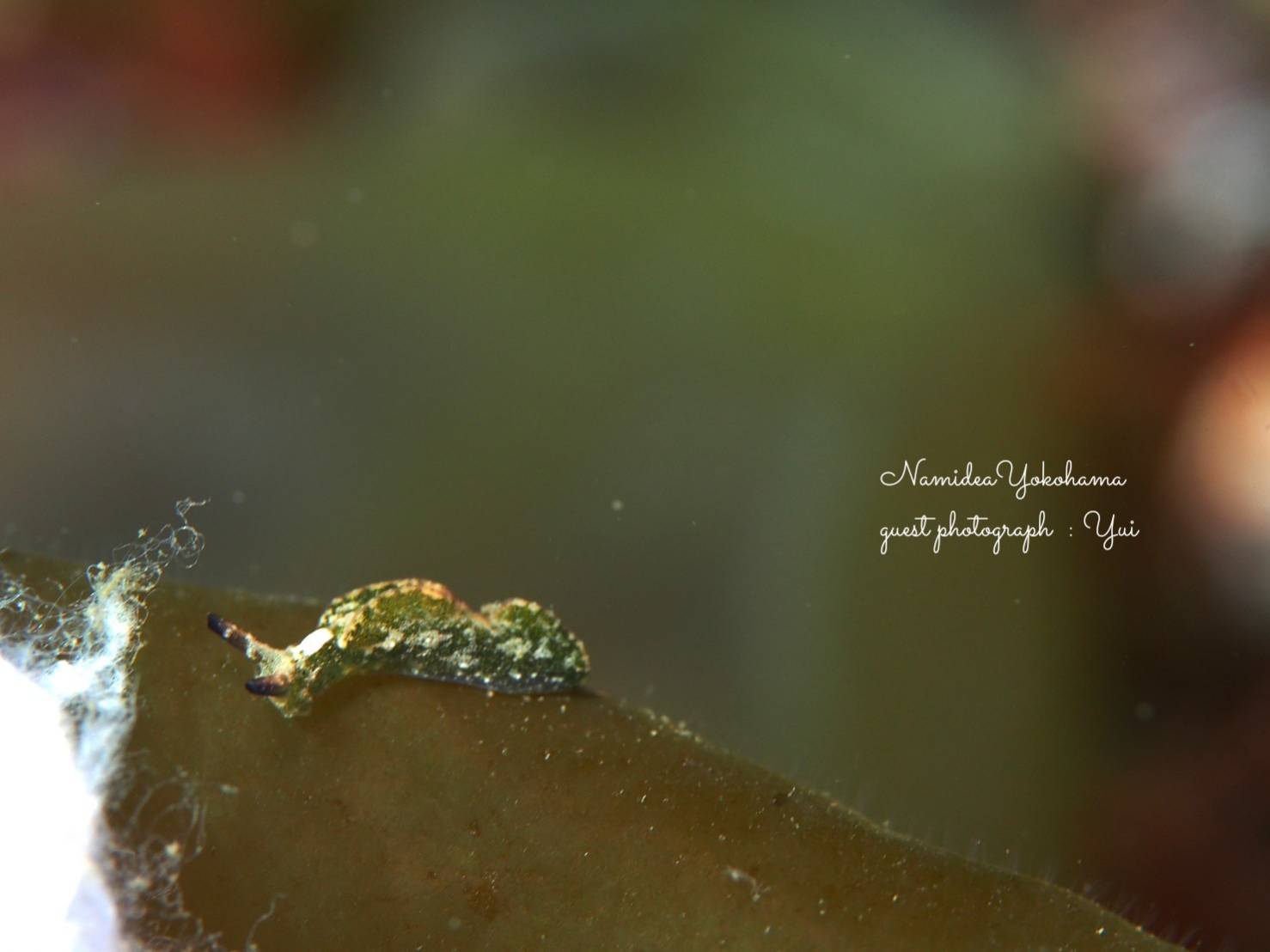 探したい！見つけたい！撮りたい！時間が足りない！ | 横浜のダイビングショップ(スクール) Namidea(ナミディア)