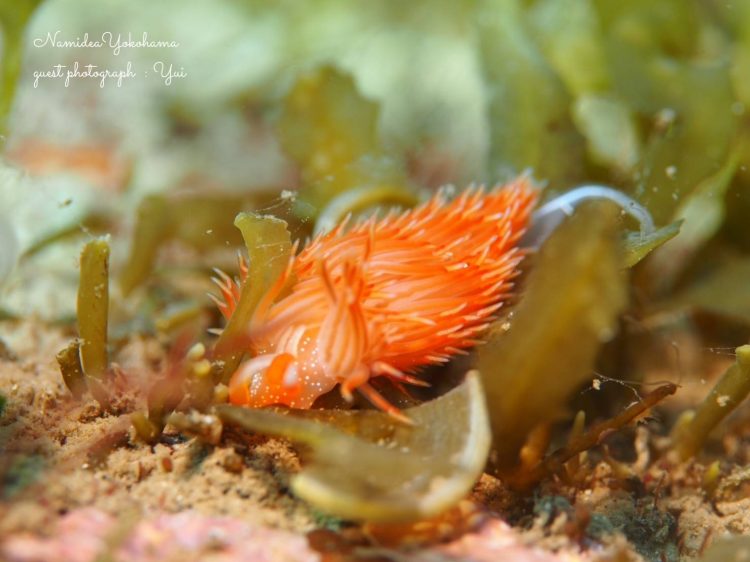 探したい！見つけたい！撮りたい！時間が足りない！ | 横浜のダイビングショップ(スクール) Namidea(ナミディア)
