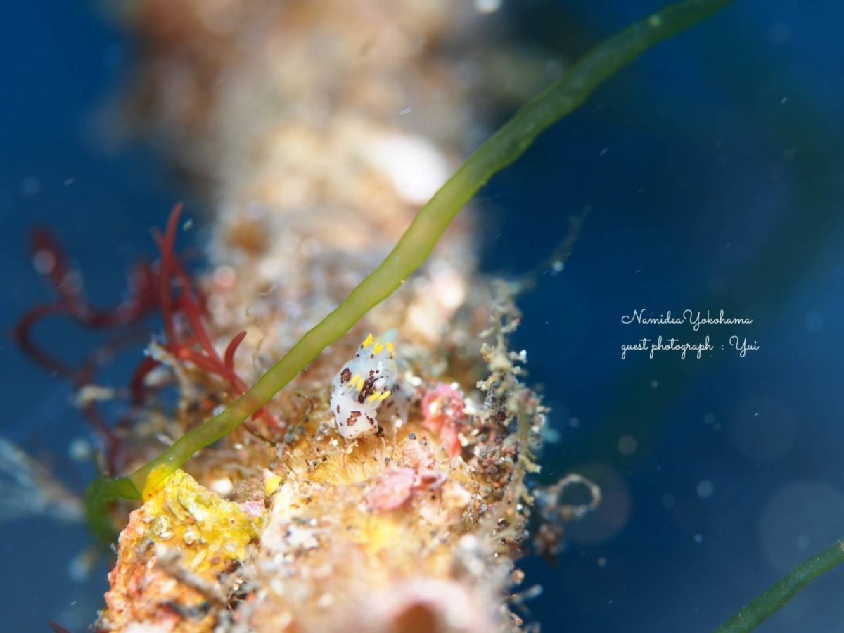 探したい！見つけたい！撮りたい！時間が足りない！ | 横浜のダイビングショップ(スクール) Namidea(ナミディア)