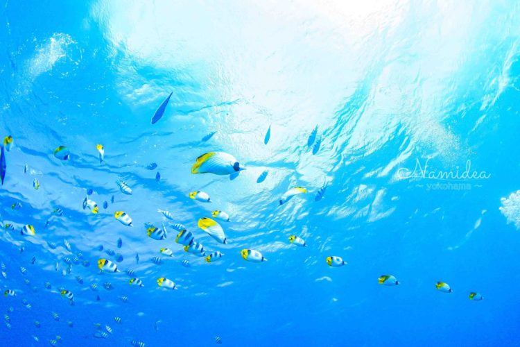 2025年 秋のダイバー紹介キャンペーン！(11月末日まで！) | 横浜のダイビングショップ(スクール) Namidea(ナミディア)