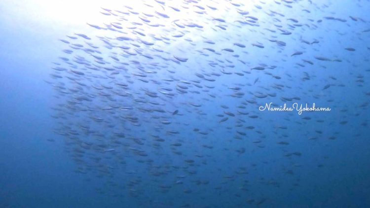 ダイバーになって初めてのファンダイブ！ | 横浜のダイビングショップ(スクール) Namidea(ナミディア)