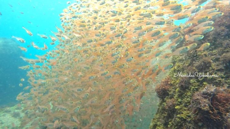 ダイバーで賑わう陸上と、のんびり楽しむ水中！！ | 横浜のダイビングショップ(スクール) Namidea(ナミディア)