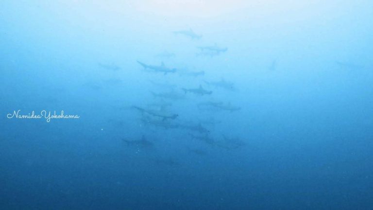 Aポイント！Aポイント！！Aポイント！！！Aポイント！！！！ | 横浜のダイビングショップ(スクール) Namidea(ナミディア)