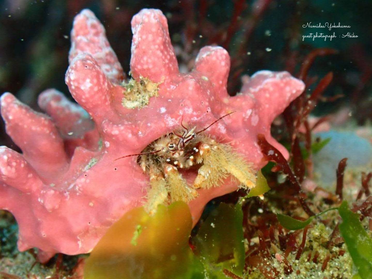 これは夏の定番ツアーに決まりですね！！ | 横浜のダイビングショップ(スクール) Namidea(ナミディア)