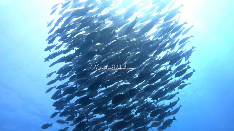 ニザダイもキンギョハナダイもイワシも全部群れ！ | 横浜のダイビングショップ(スクール) Namidea(ナミディア)