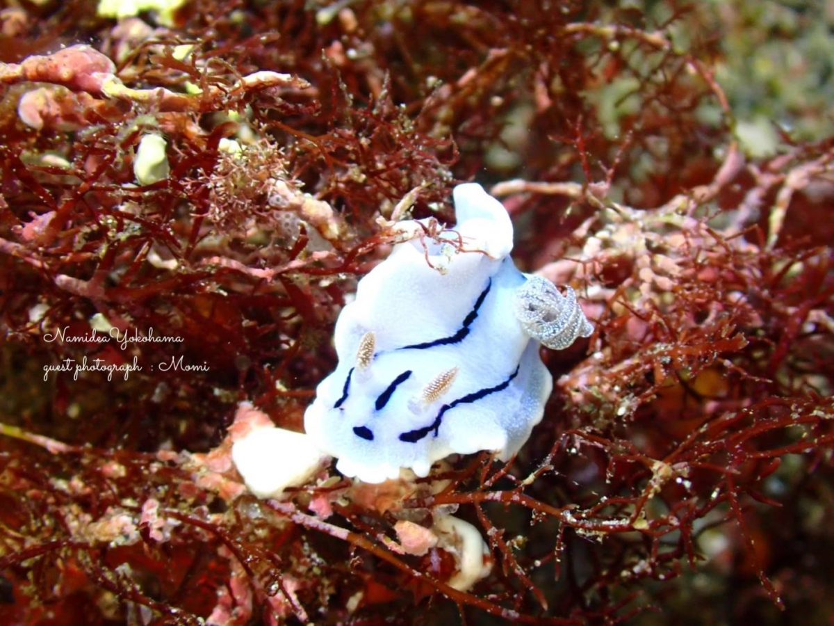 伊豆大島でた〜くさんウミウシを見てきました！ | 横浜のダイビングショップ(スクール) Namidea(ナミディア)