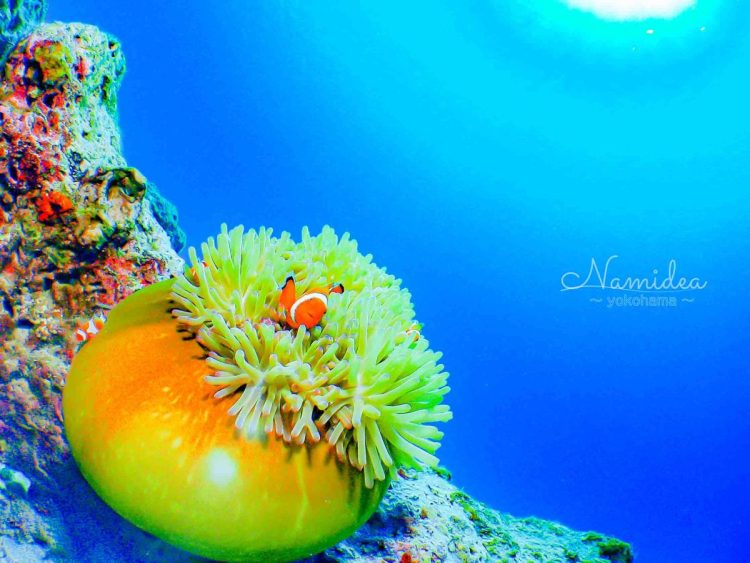 この秋のリゾートツアーは屋久島へ！！ | 横浜のダイビングショップ(スクール) Namidea(ナミディア)