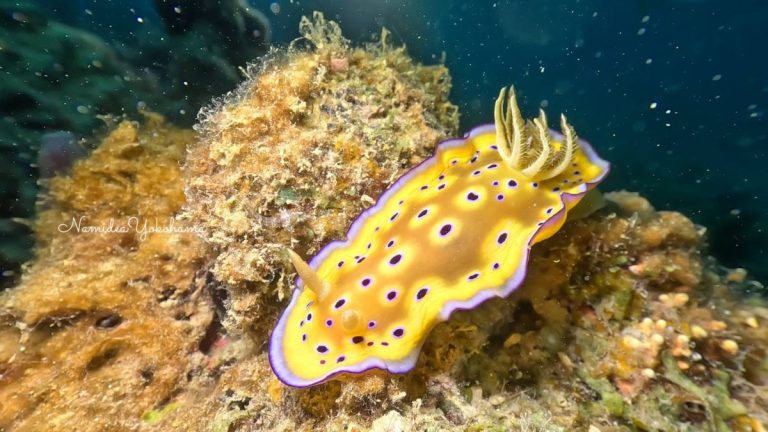 奄美大島にやってきました！ | 横浜のダイビングショップ(スクール) Namidea(ナミディア)