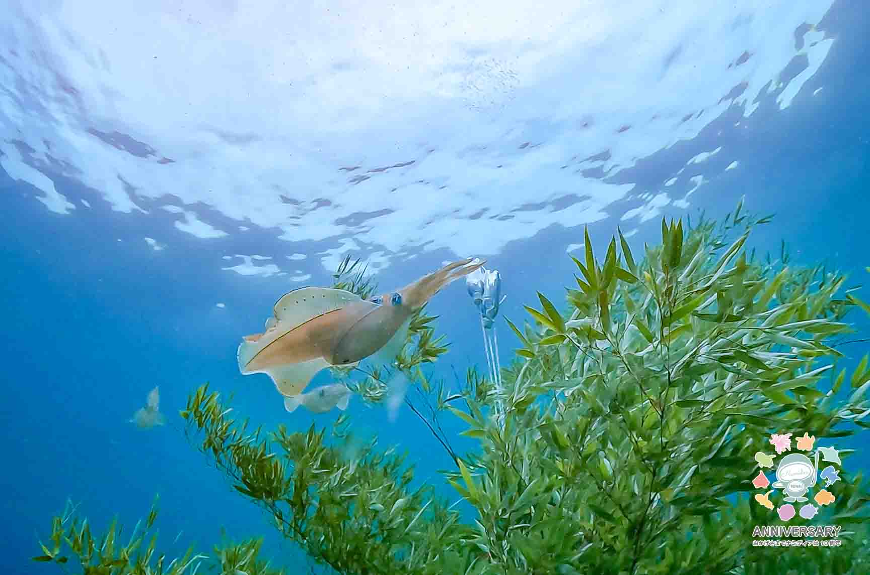 7/2(火) ナミディア 11時-19時通常営業いたします！ | 横浜のスキューバダイビングショップ Namidea（ナミディア）