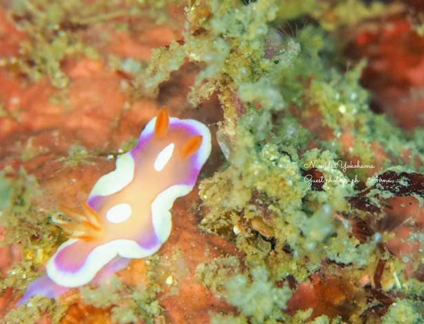 いつでも探したくなるウミウシたち！！ | 横浜のダイビングショップ(スクール) Namidea(ナミディア)