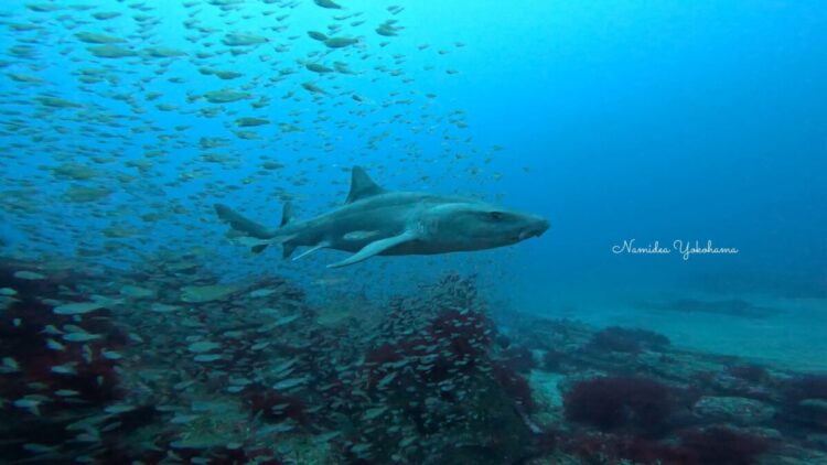 ドチザメだけではなかった！大迫力の伊戸！ | 横浜のダイビングショップ(スクール) Namidea(ナミディア)