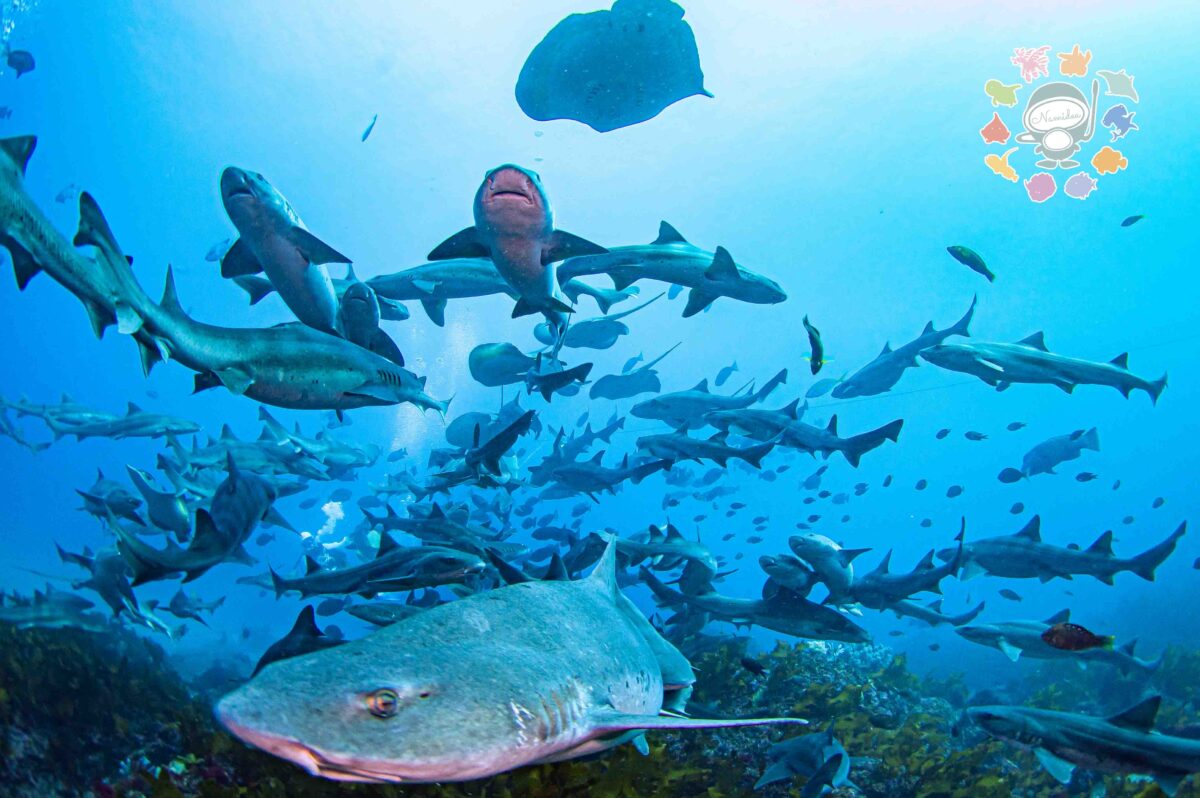 Namidea 冬の風物詩！房総・伊戸でサメまみれ！ | 横浜のダイビングショップ(スクール) Namidea(ナミディア)